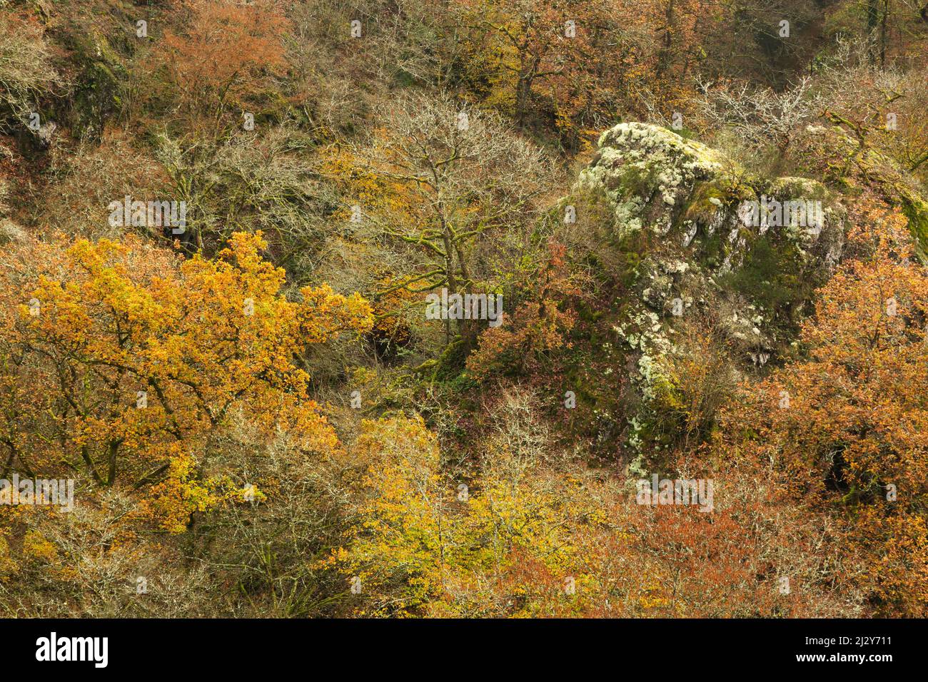 Rocks in the forest, Lieserpfad, Eifelsteig, near Manderscheid, Eifel ...
