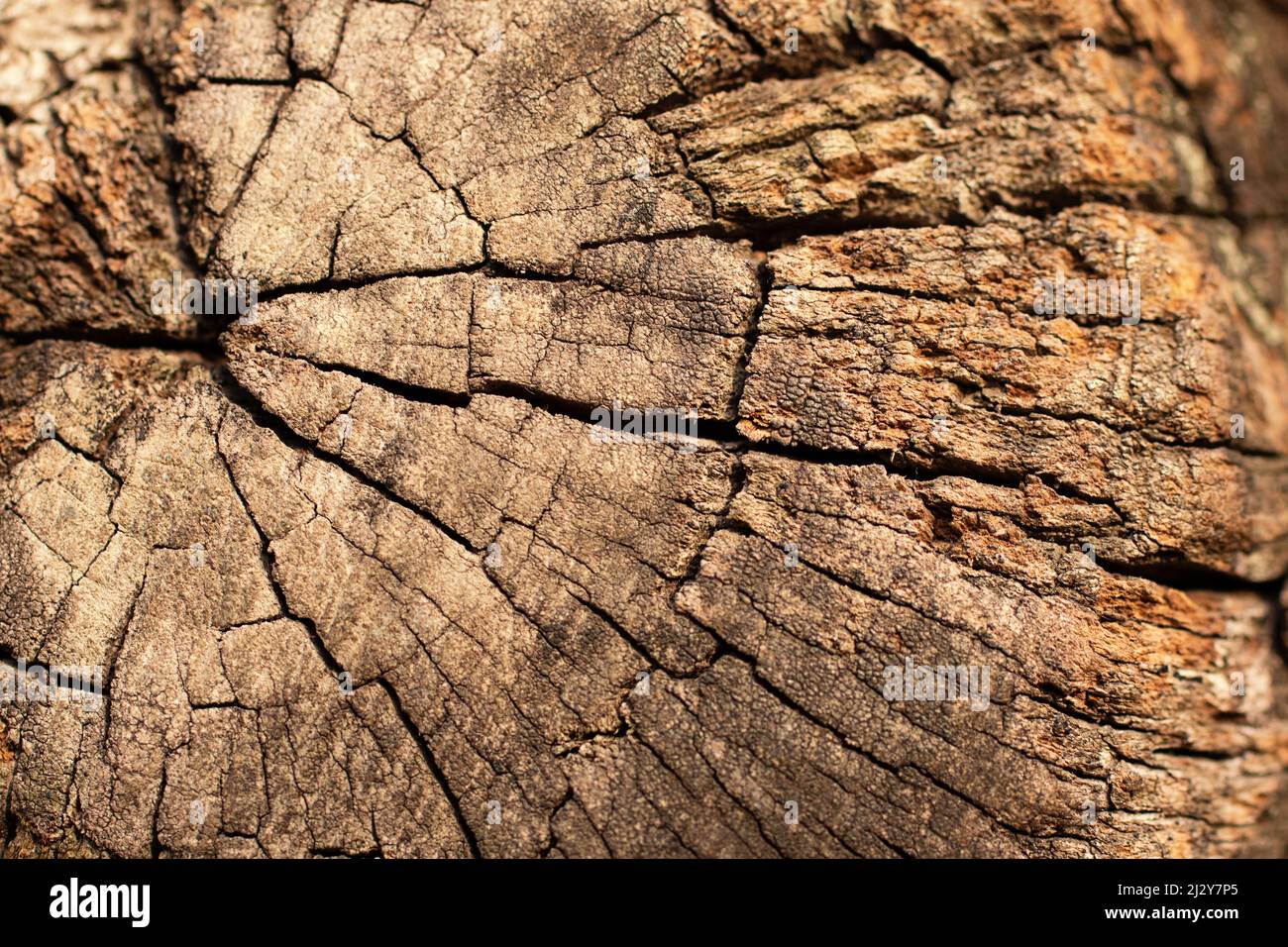 Closeup photography of the old ckracked tree texture Stock Photo - Alamy