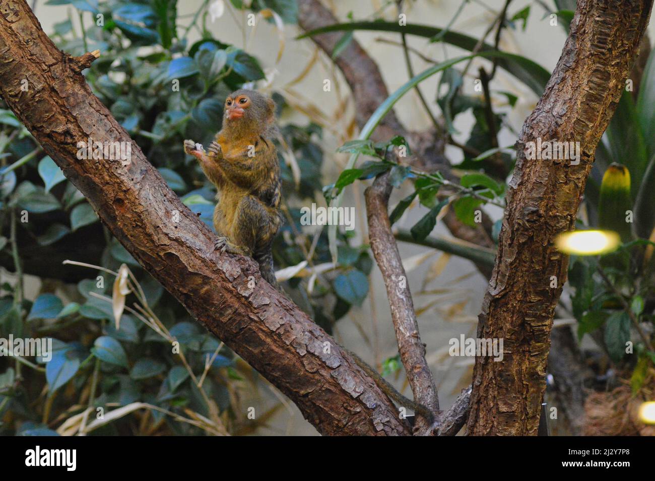 A small monkey with big eyes on a tree branch at a zoo in Germany Stock ...