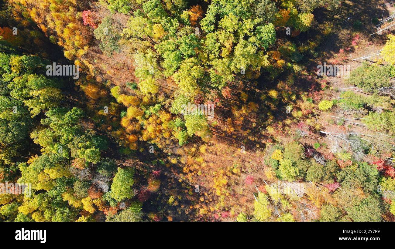 V shaped tree hi-res stock photography and images - Alamy