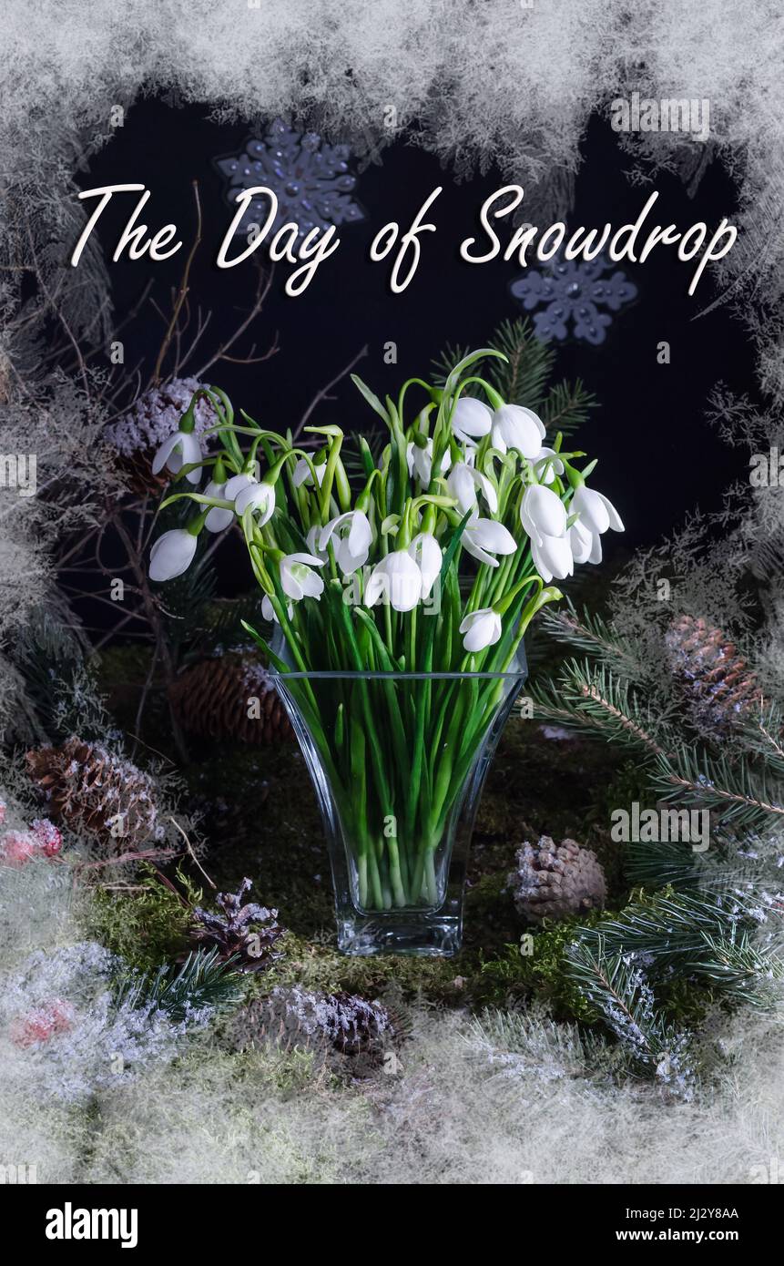 The inscription The Day of Snowdrop, beautiful white snowdrops in a ...