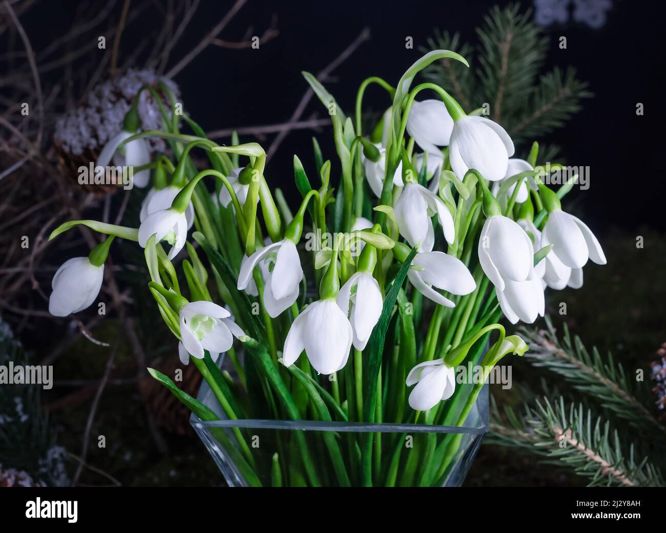Beautiful white snowdrops in a vase against the background of forest ...