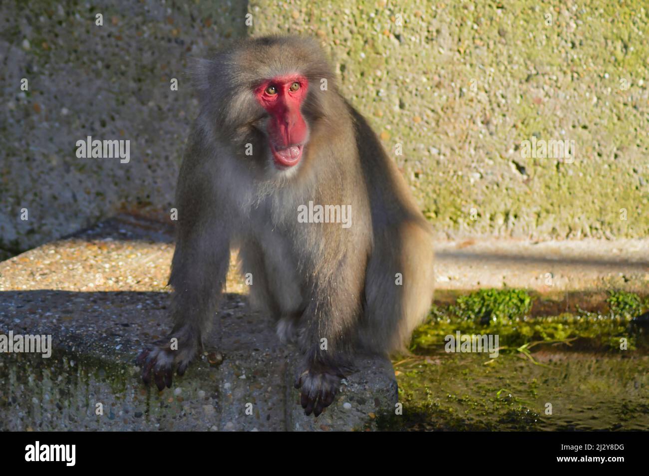 A Baboon monkey at a zoo in Germany Stock Photo - Alamy