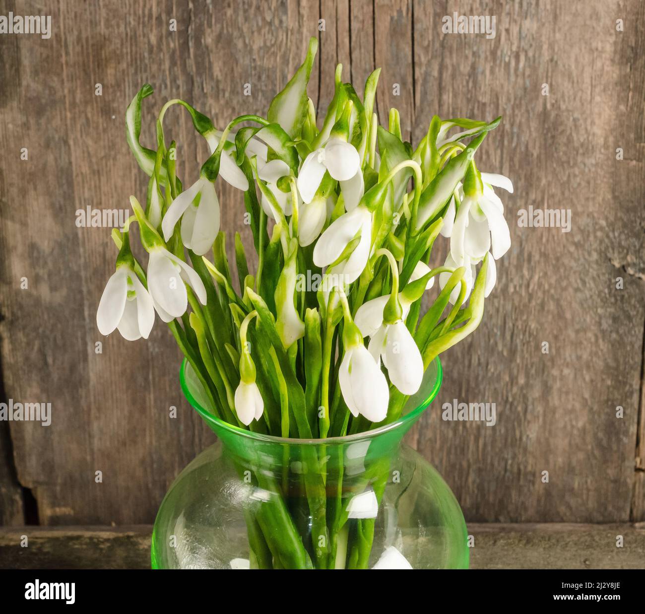 Day of Snowdrop, beautiful white snowdrops in a vase - a symbol of ...
