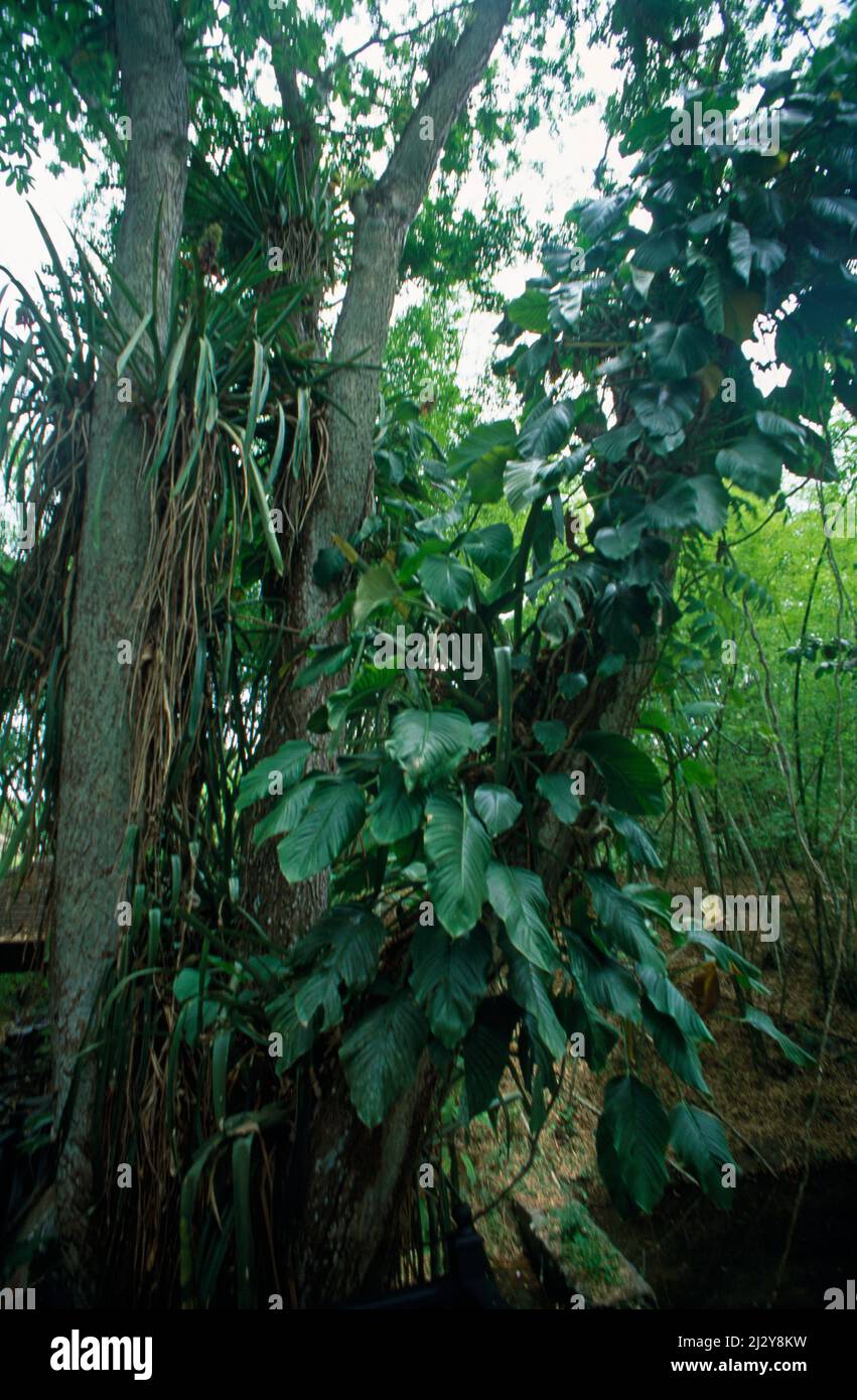 Plants of trinidad and tobago hi-res stock photography and images - Alamy