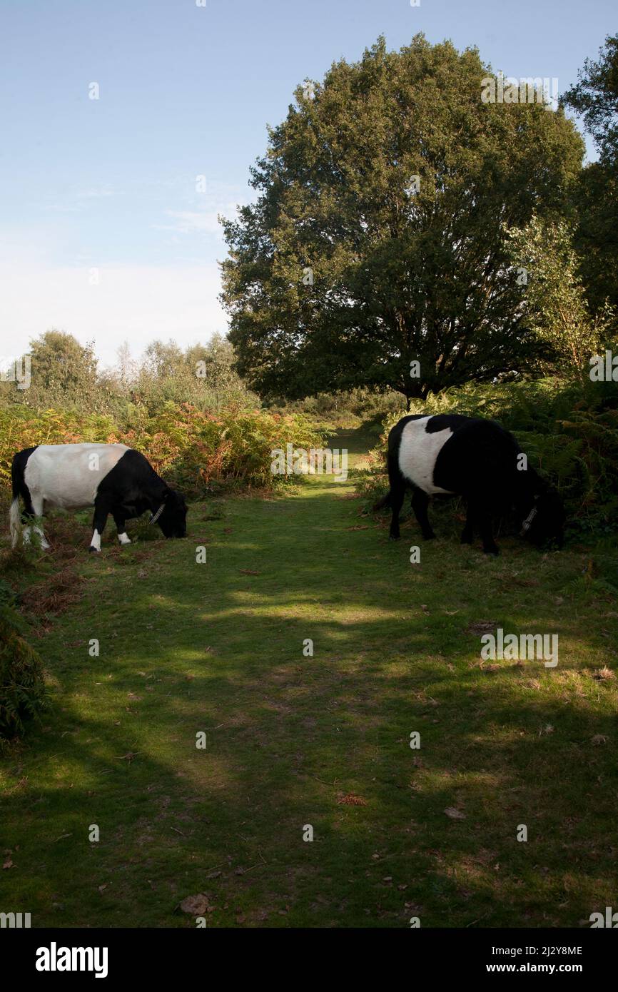 cattle grazing headley heath north downs surrey england Stock Photo - Alamy
