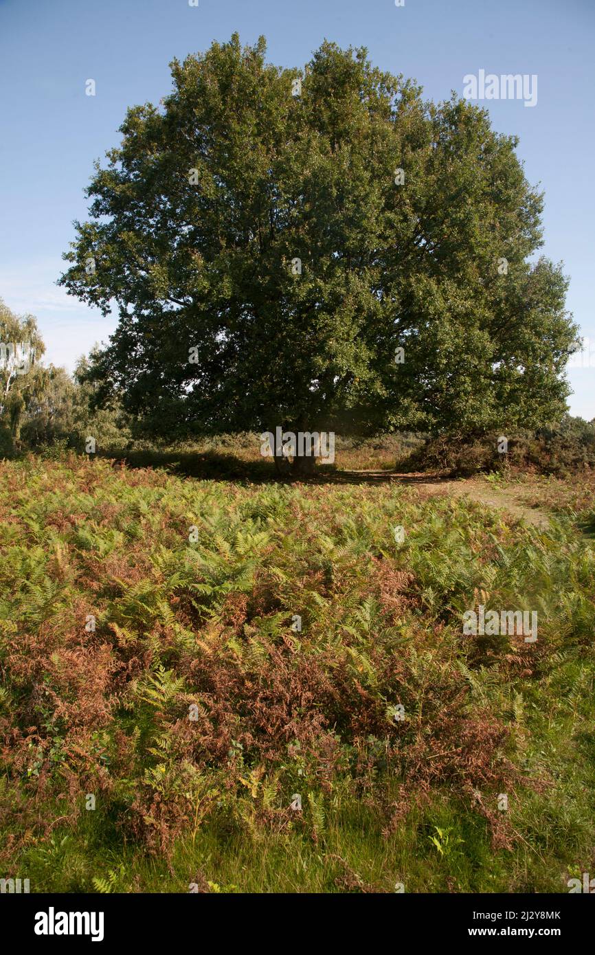 oak tree headley heath north downs surrey england Stock Photo - Alamy