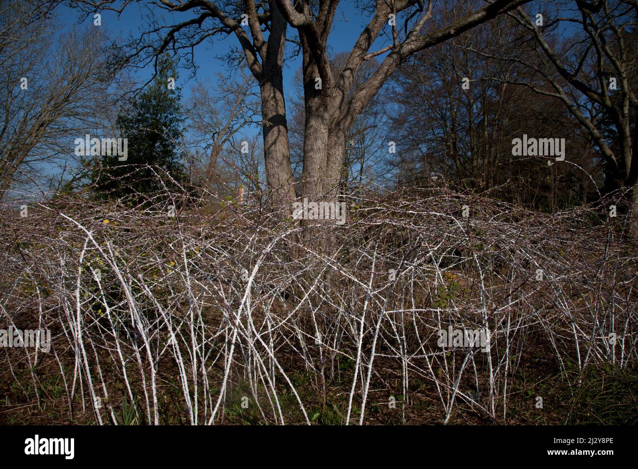 Rubus biflorus hi-res stock photography and images - Alamy