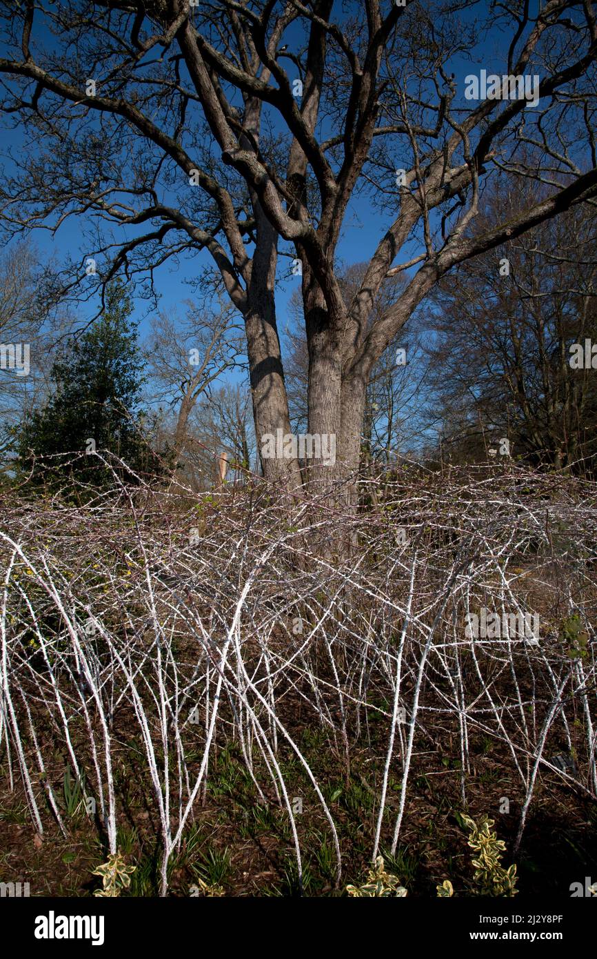 Rubus biflorus hi-res stock photography and images - Alamy