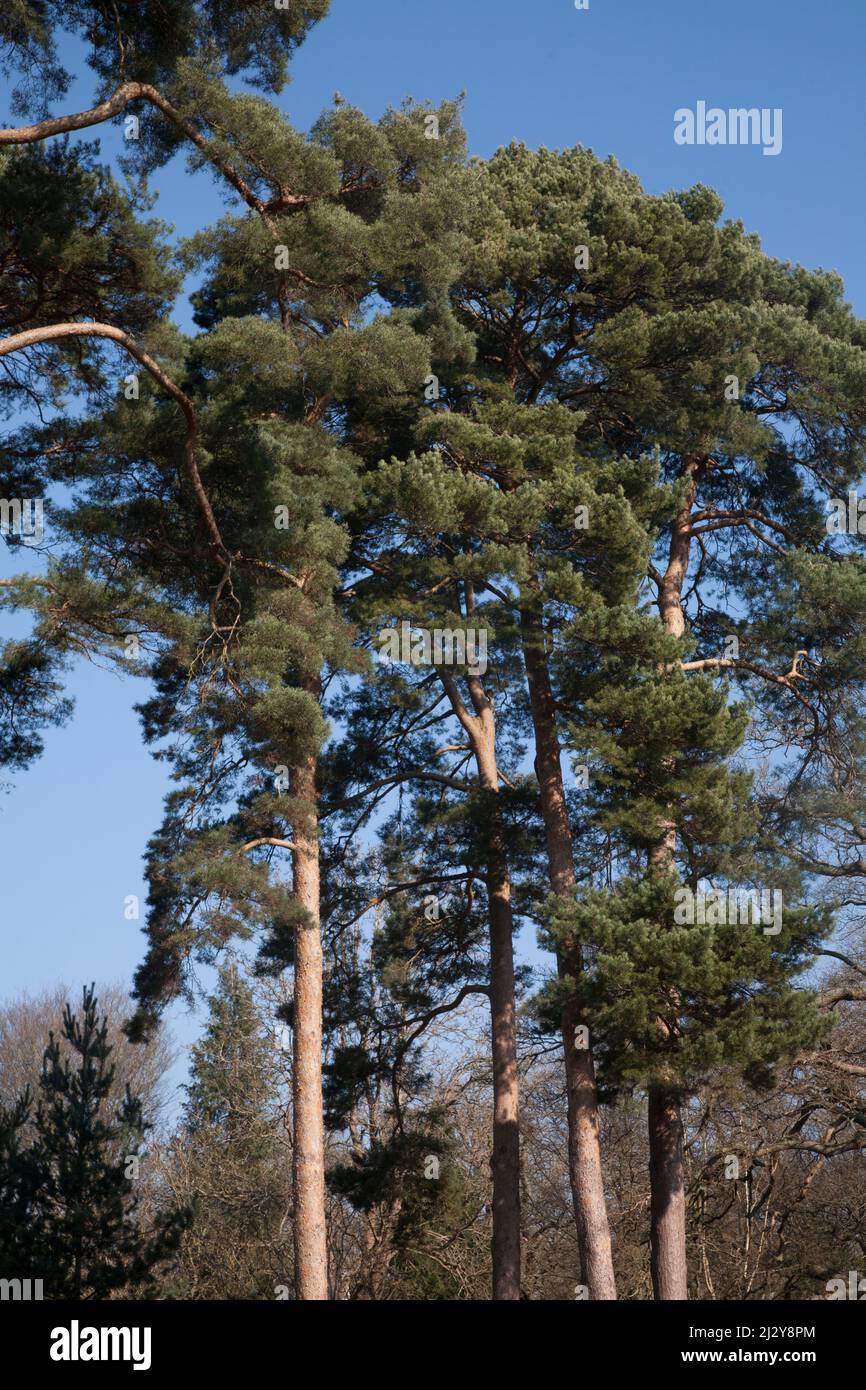 Pine copse hi-res stock photography and images - Alamy