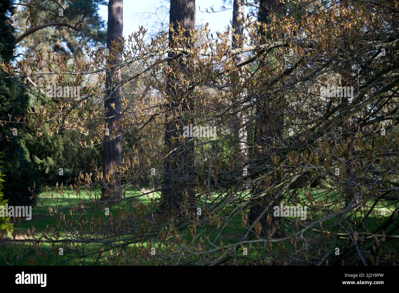 trees in early spring wisley surrey england Stock Photo - Alamy