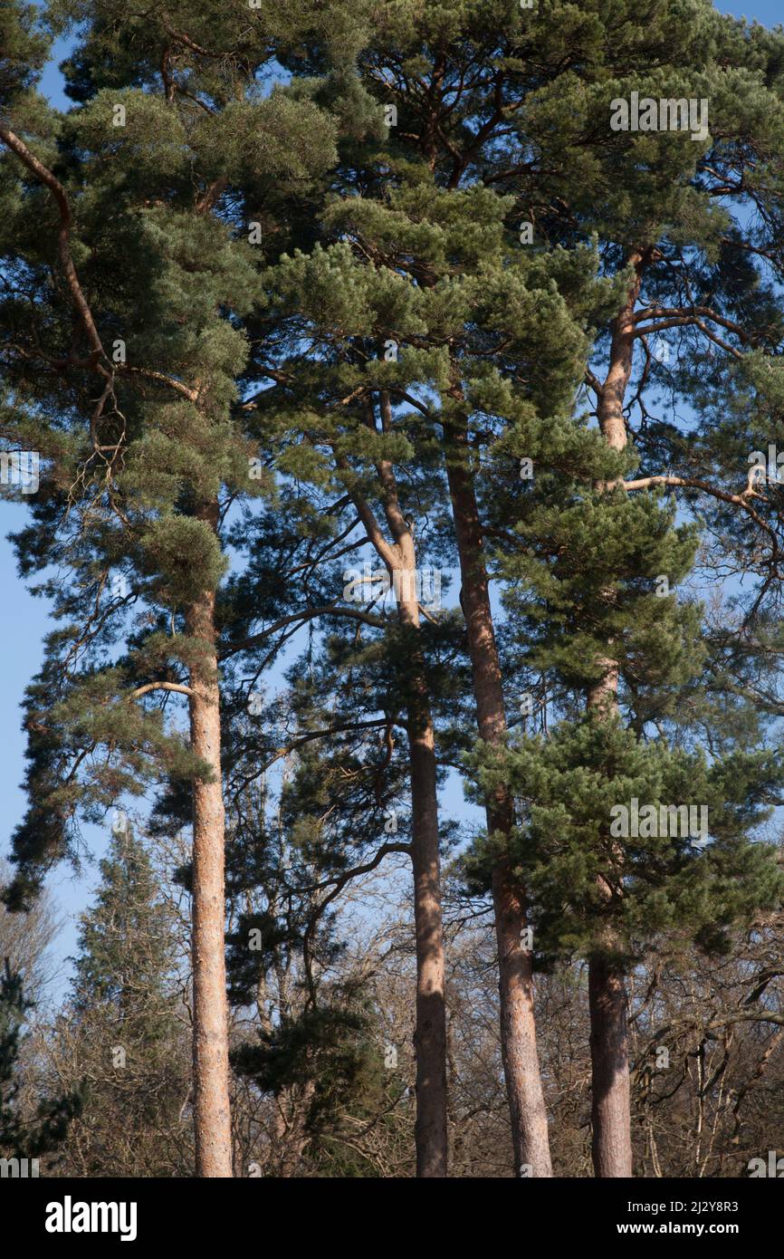 tall pine trees early spring wisley surrey england Stock Photo - Alamy