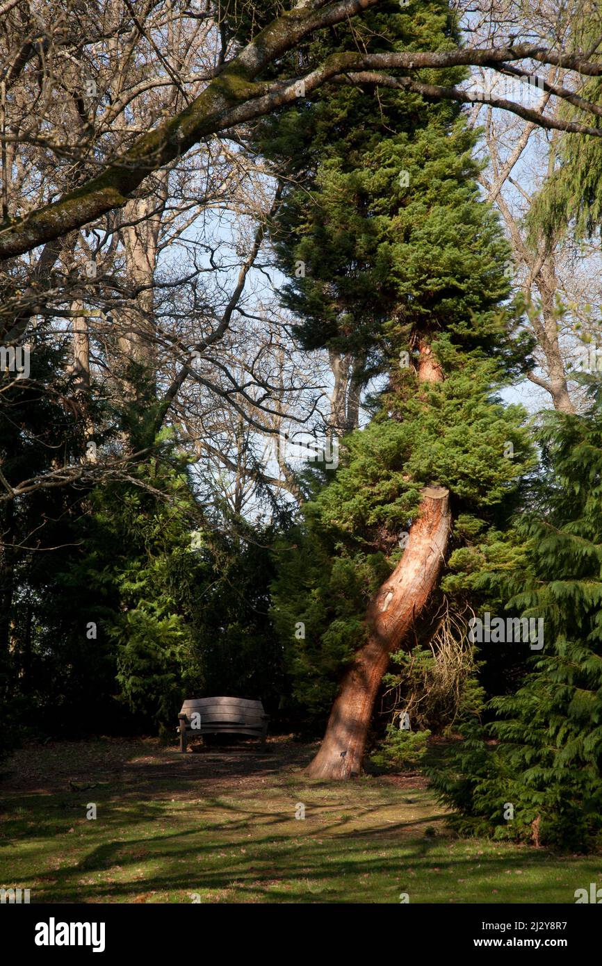 bent tree trunk and bench wisley surrey england Stock Photo - Alamy