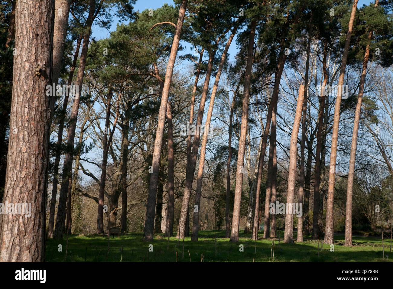 Pine copse hi-res stock photography and images - Alamy