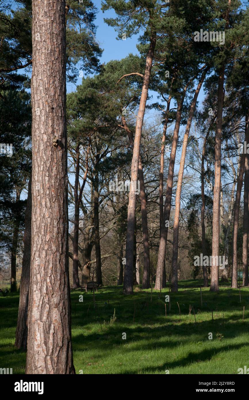 Pine copse hi-res stock photography and images - Alamy