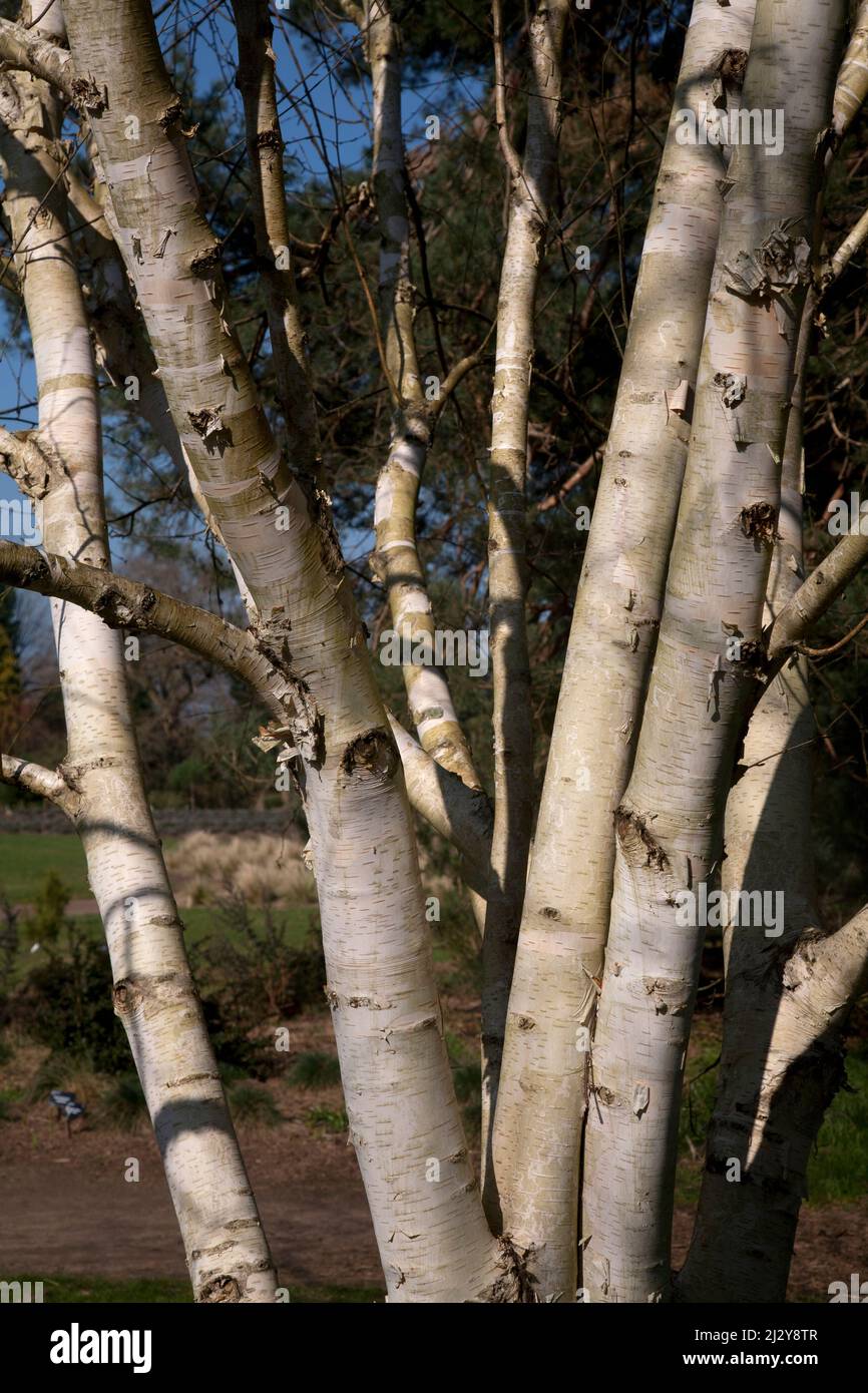 silver birch branches in early spring wisley surrey england Stock Photo ...