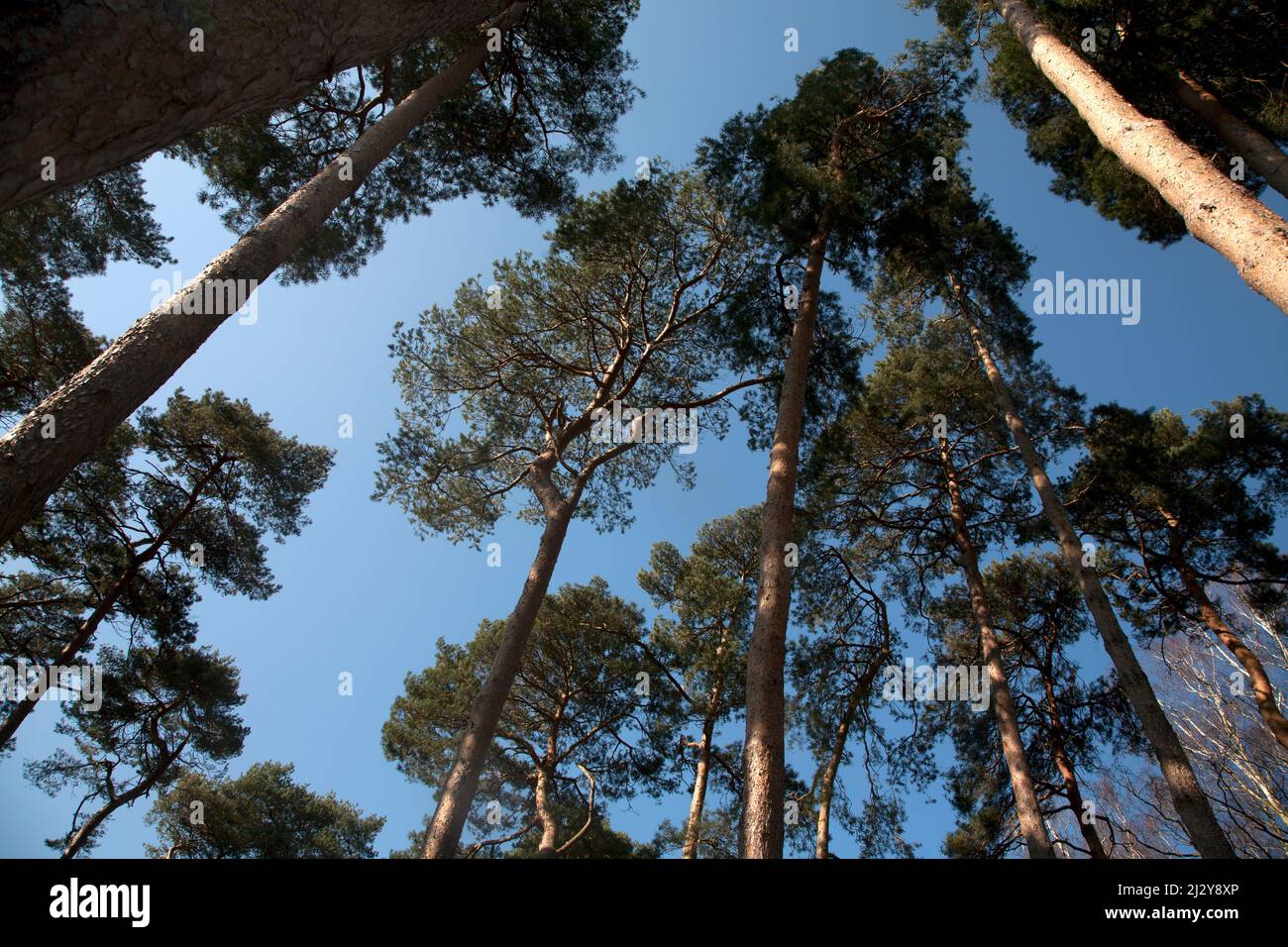pine trees wisley surrey england Stock Photo - Alamy