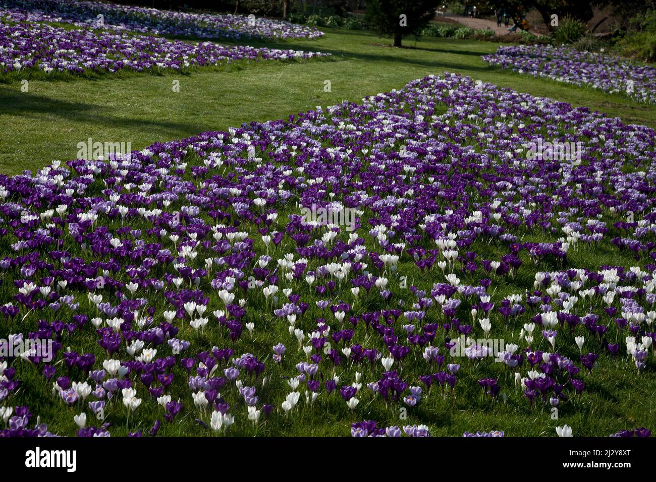 Colourful crocuses hi-res stock photography and images - Alamy