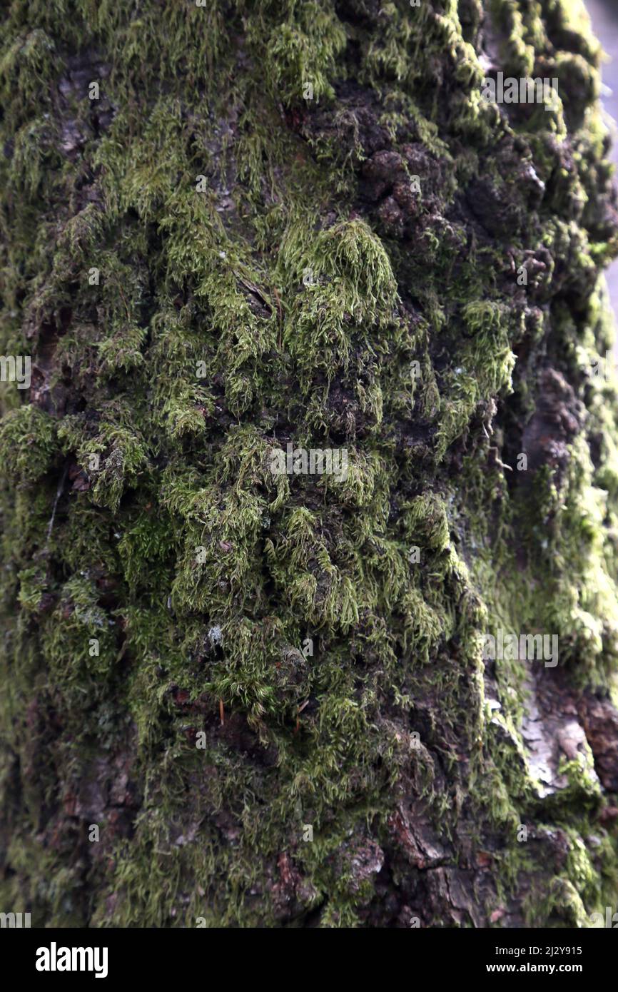 Moss trunk hi-res stock photography and images - Alamy