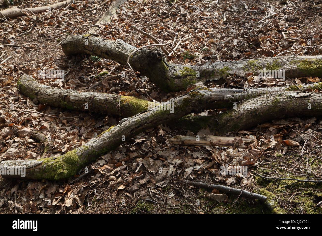 Epsom Surrey England Epsom Common Local Nature Reserve Oak Leaves and ...