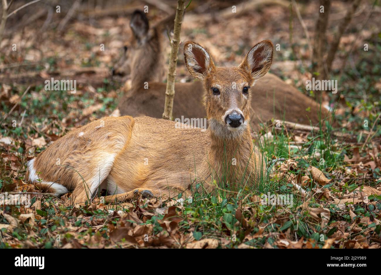 A closeup of the white-tailed deer, Odocoileus virginianus in Cherokee ...