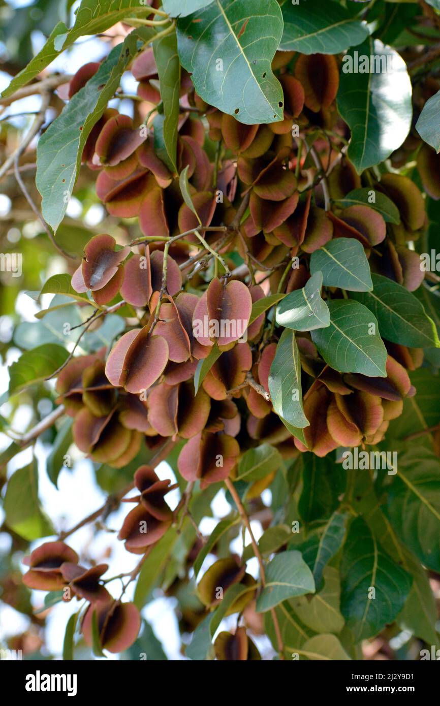 African walnut tree hi-res stock photography and images - Alamy