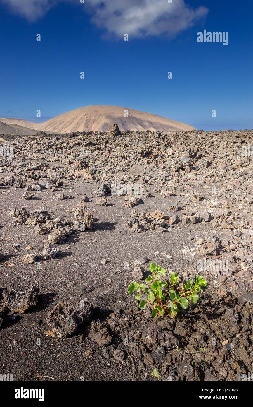Lava volcano plant hi-res stock photography and images - Alamy