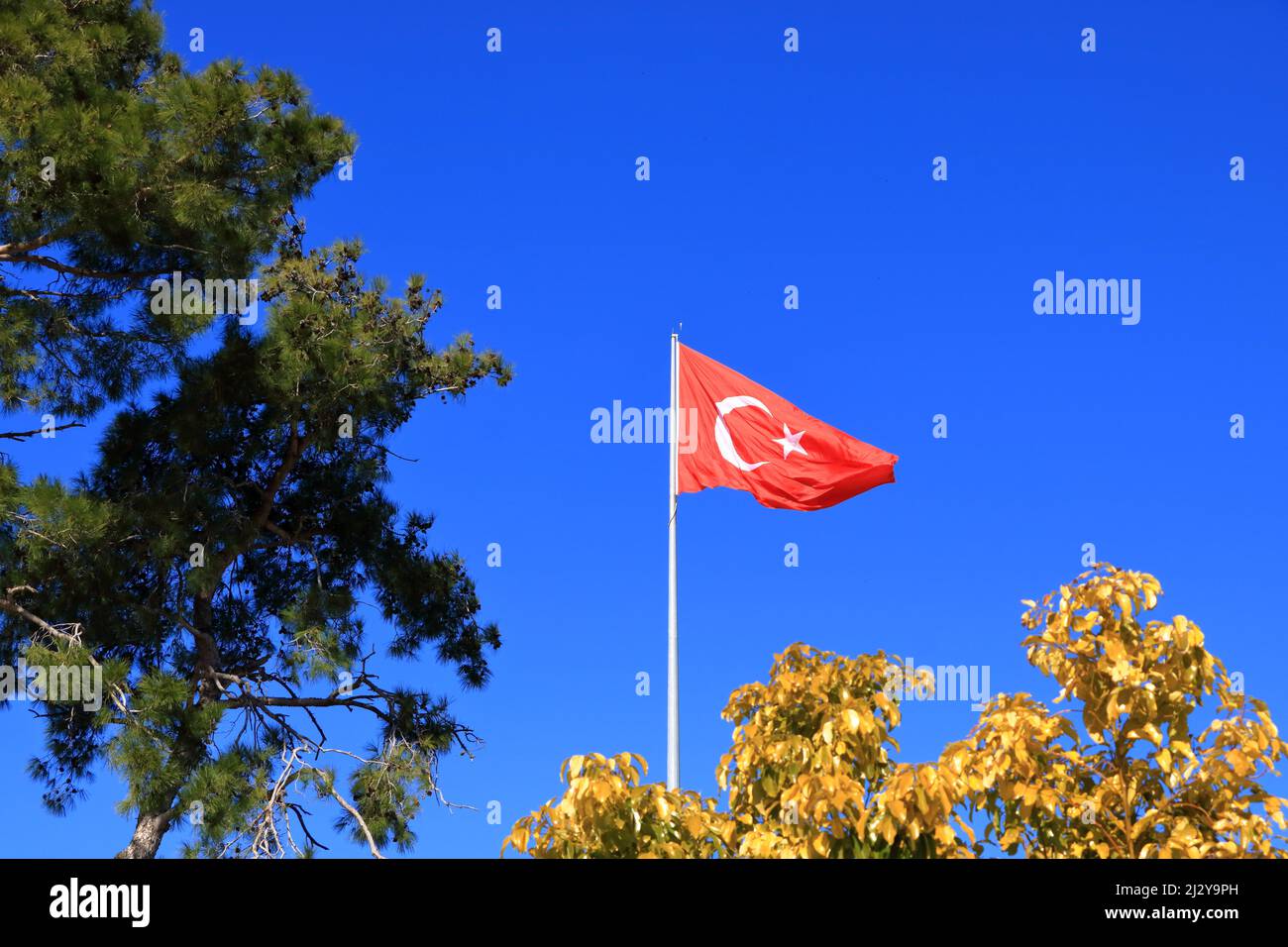 The Turkish Flag and Tree Branches Stock Photo - Alamy