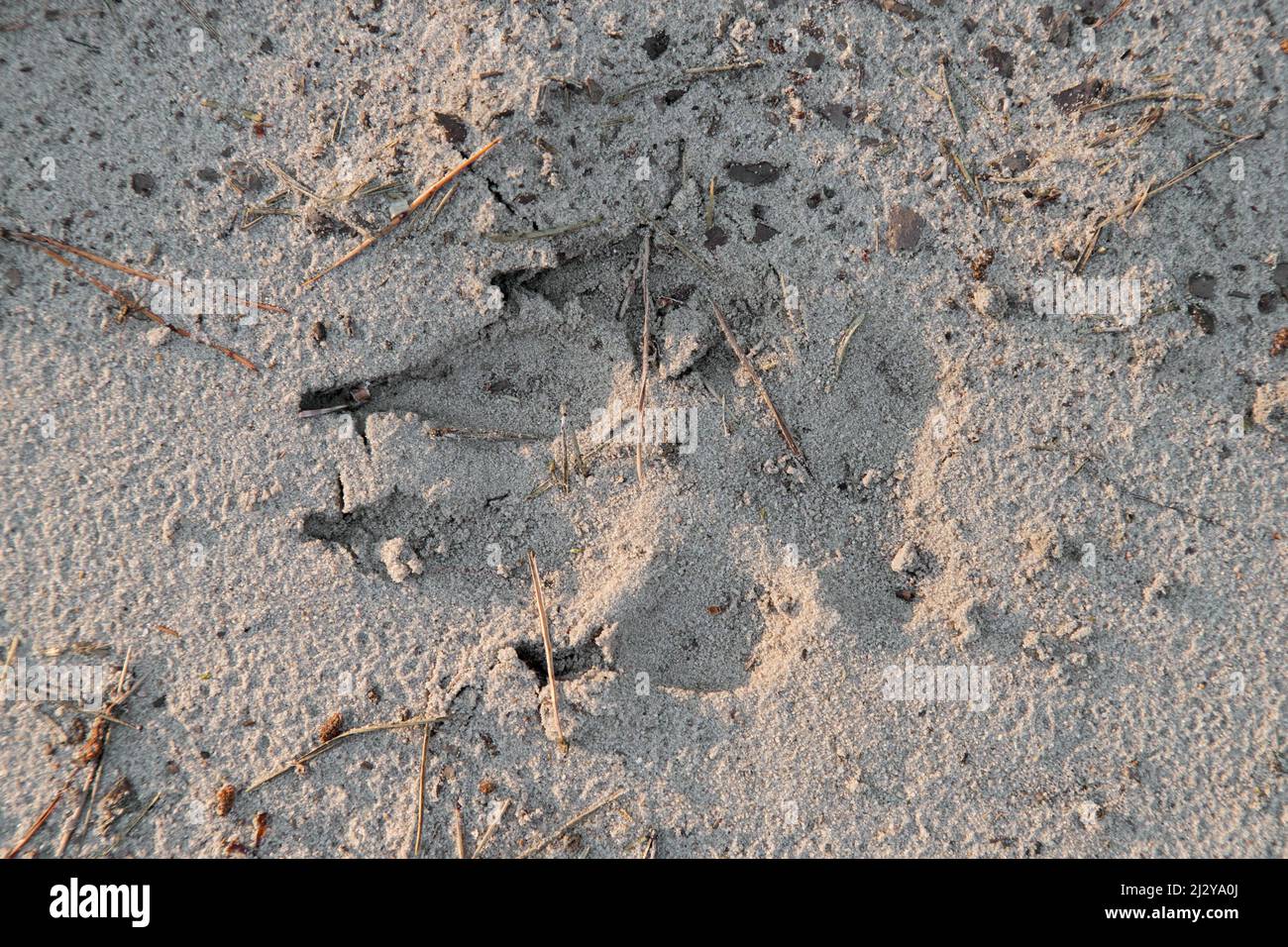 European gray wolf / wild grey wolf (Canis lupus) close-up of footprint ...