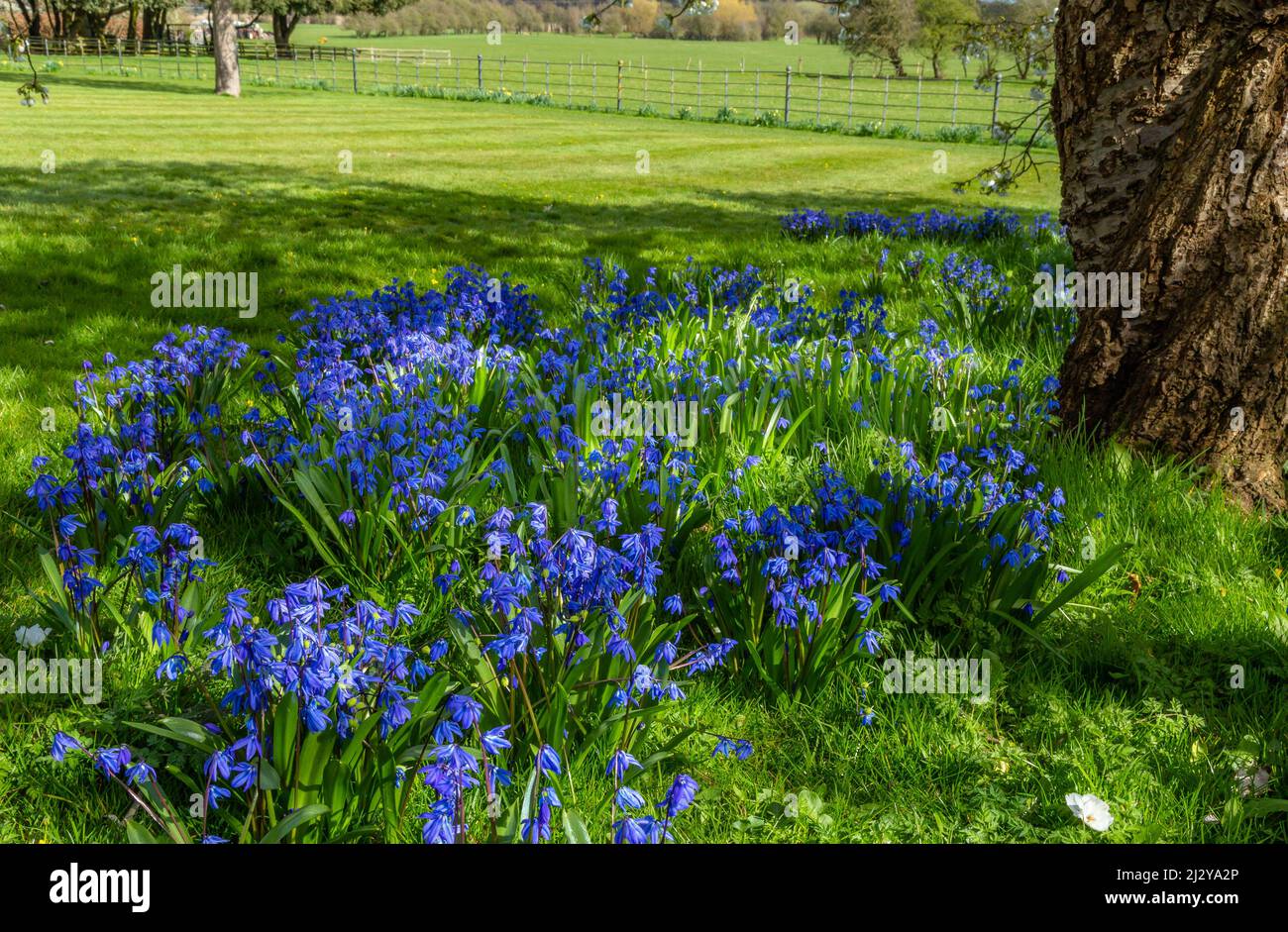 Blue flowers under trees hi-res stock photography and images - Alamy