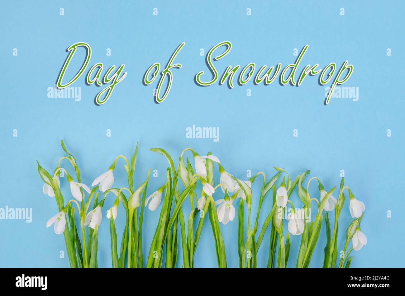 The inscription The Day of Snowdrop, beautiful white snowdrops - a ...