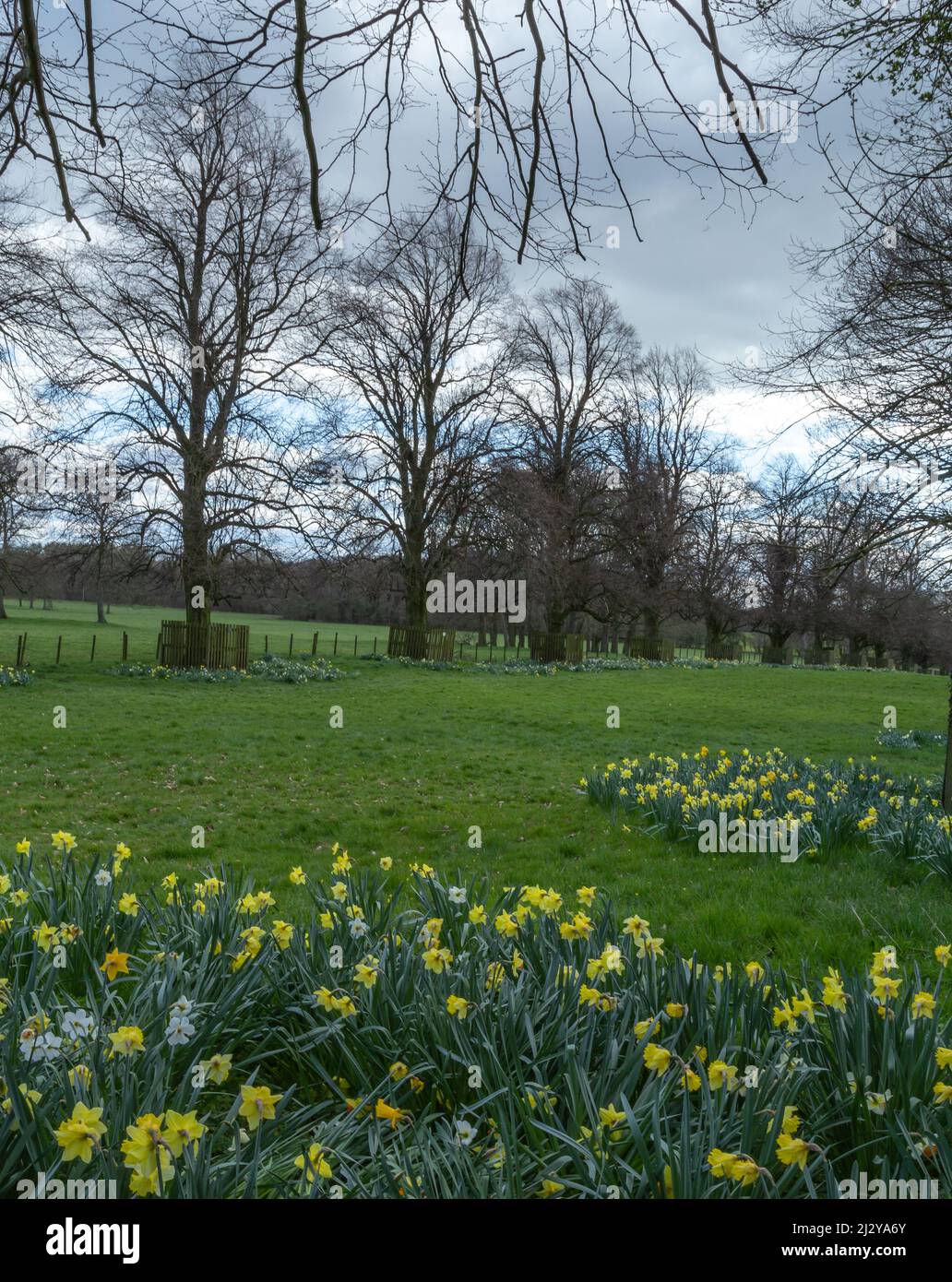 The Lime Tree Walk at Goldsborough Hall, Knareborough, North Yorkshire ...