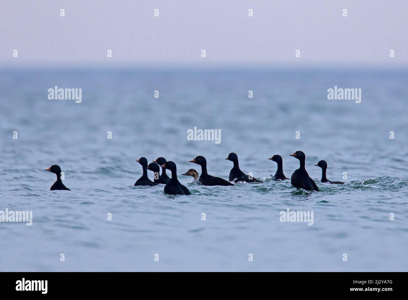 Common scoters (Melanitta nigra) single female chased by several males ...