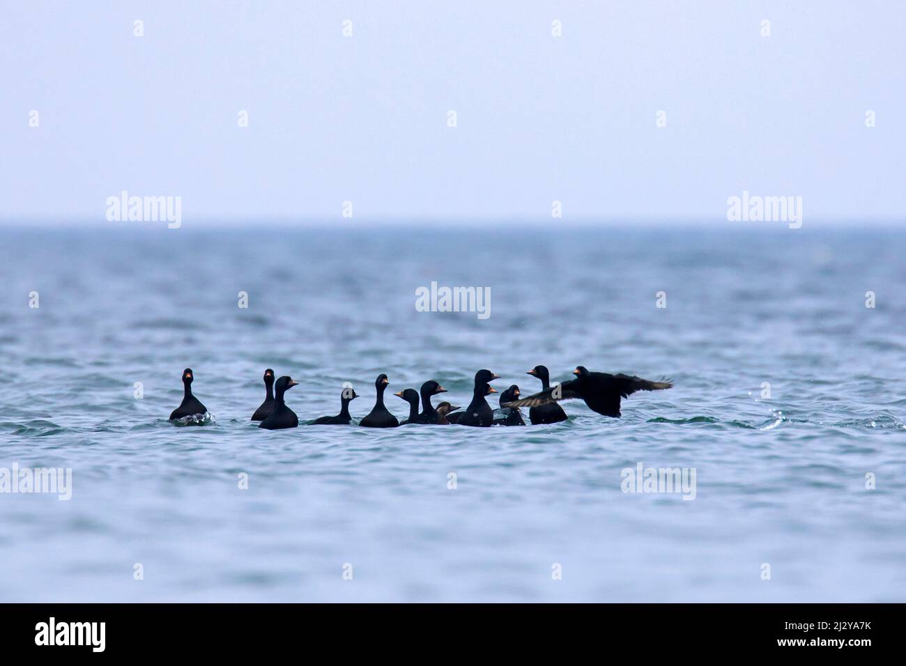Common scoters (Melanitta nigra) single female chased by several males ...