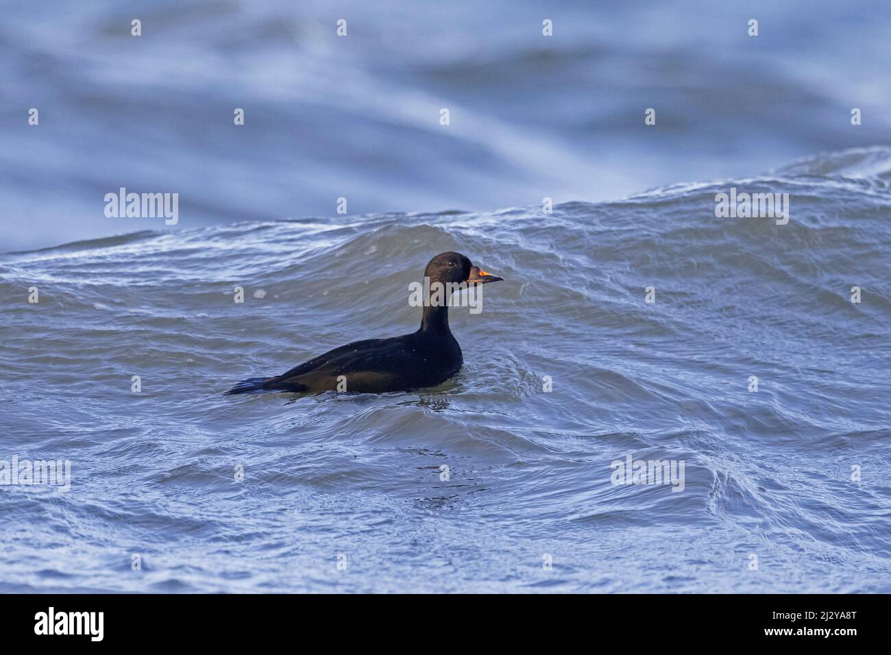 Anas nigra hi-res stock photography and images - Alamy