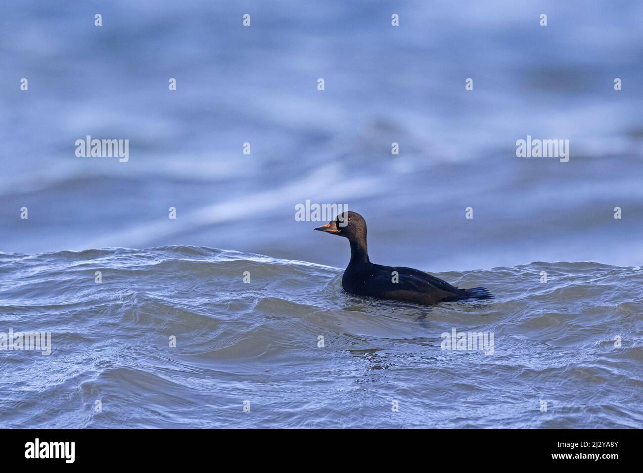 Common scoter (Melanitta nigra / Anas nigra) male / drake swimming in ...