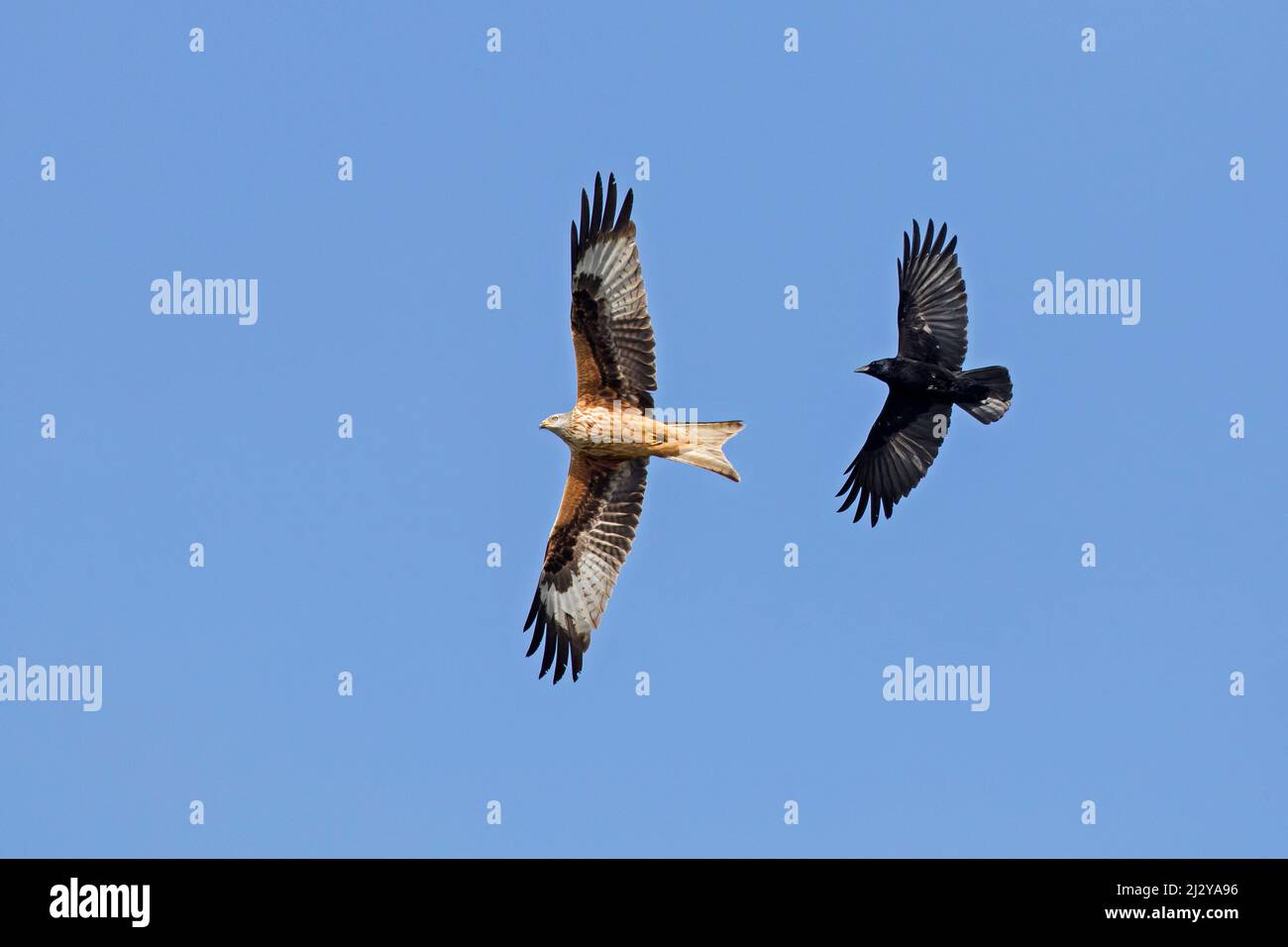 Red kite (Milvus milvus) in flight mobbed by common raven / northern ...