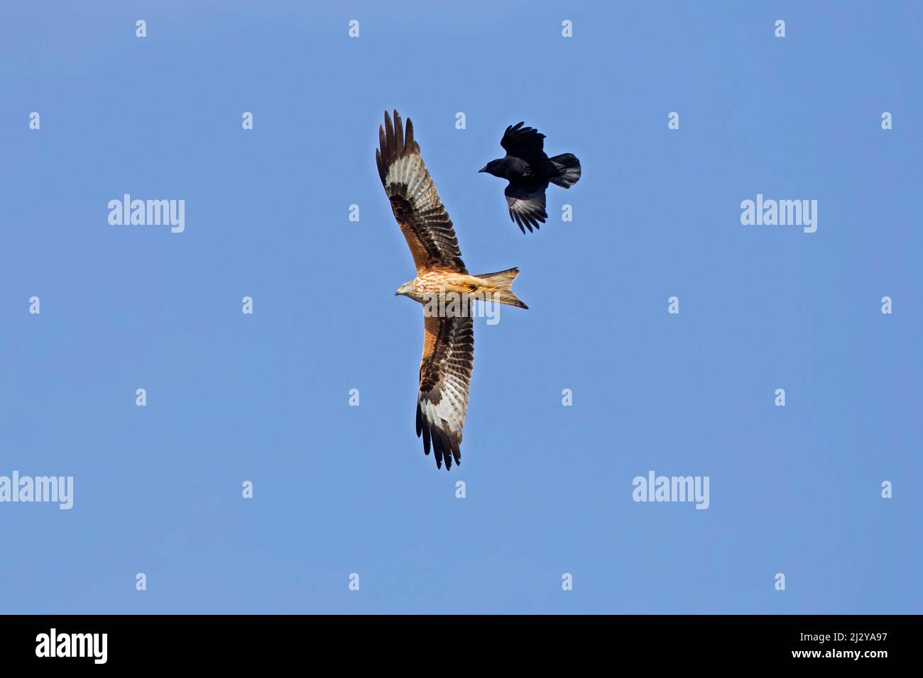 Raven with prey hi-res stock photography and images - Alamy