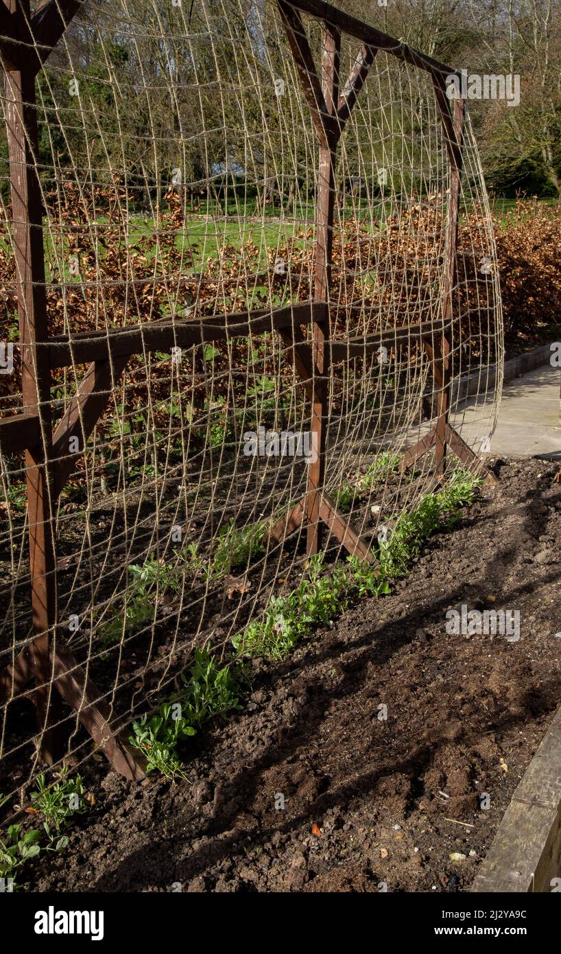 Peas growing and mesh hi-res stock photography and images - Alamy