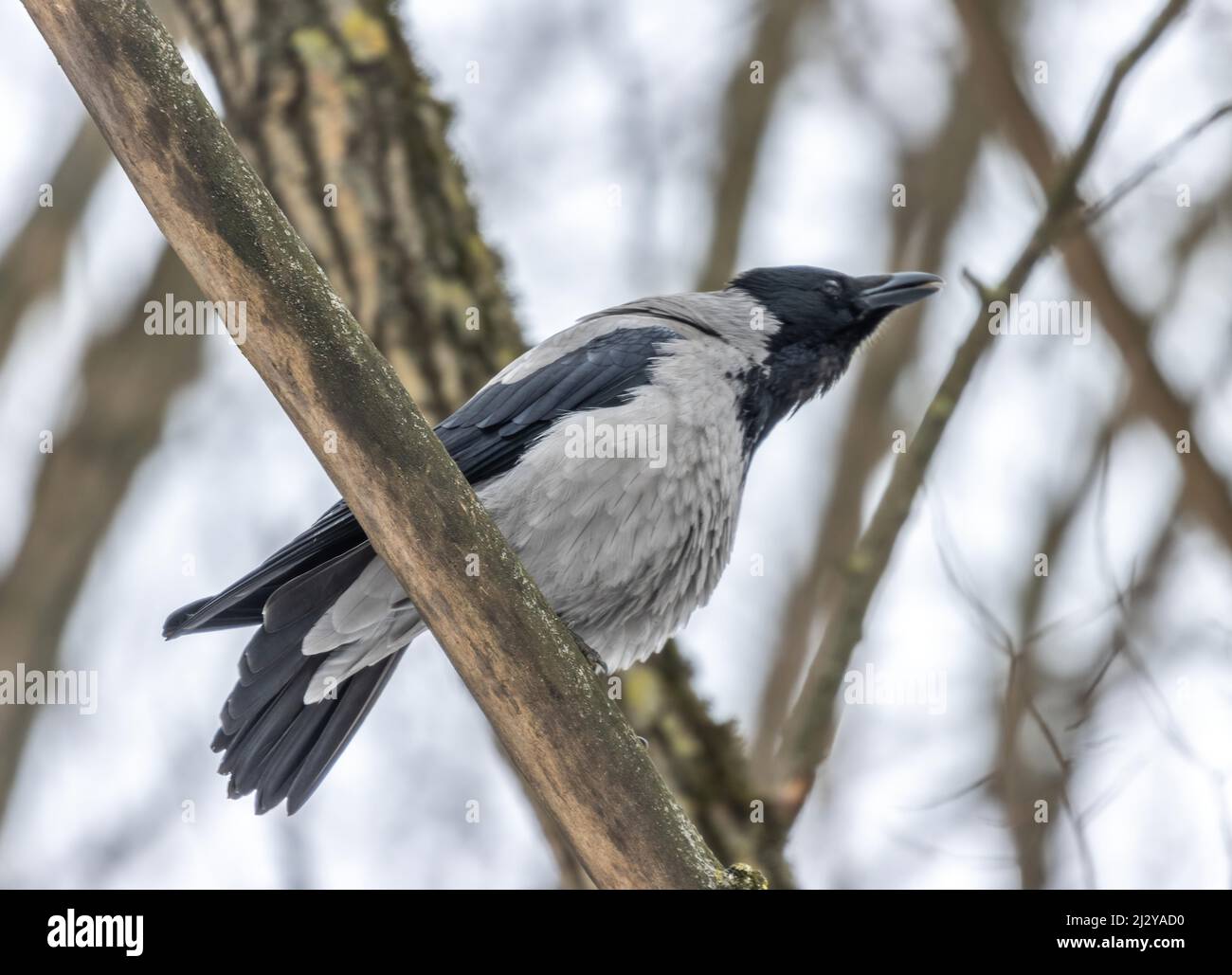 A closeup of a beautiful hooded crow on a tree in a garden Stock Photo ...