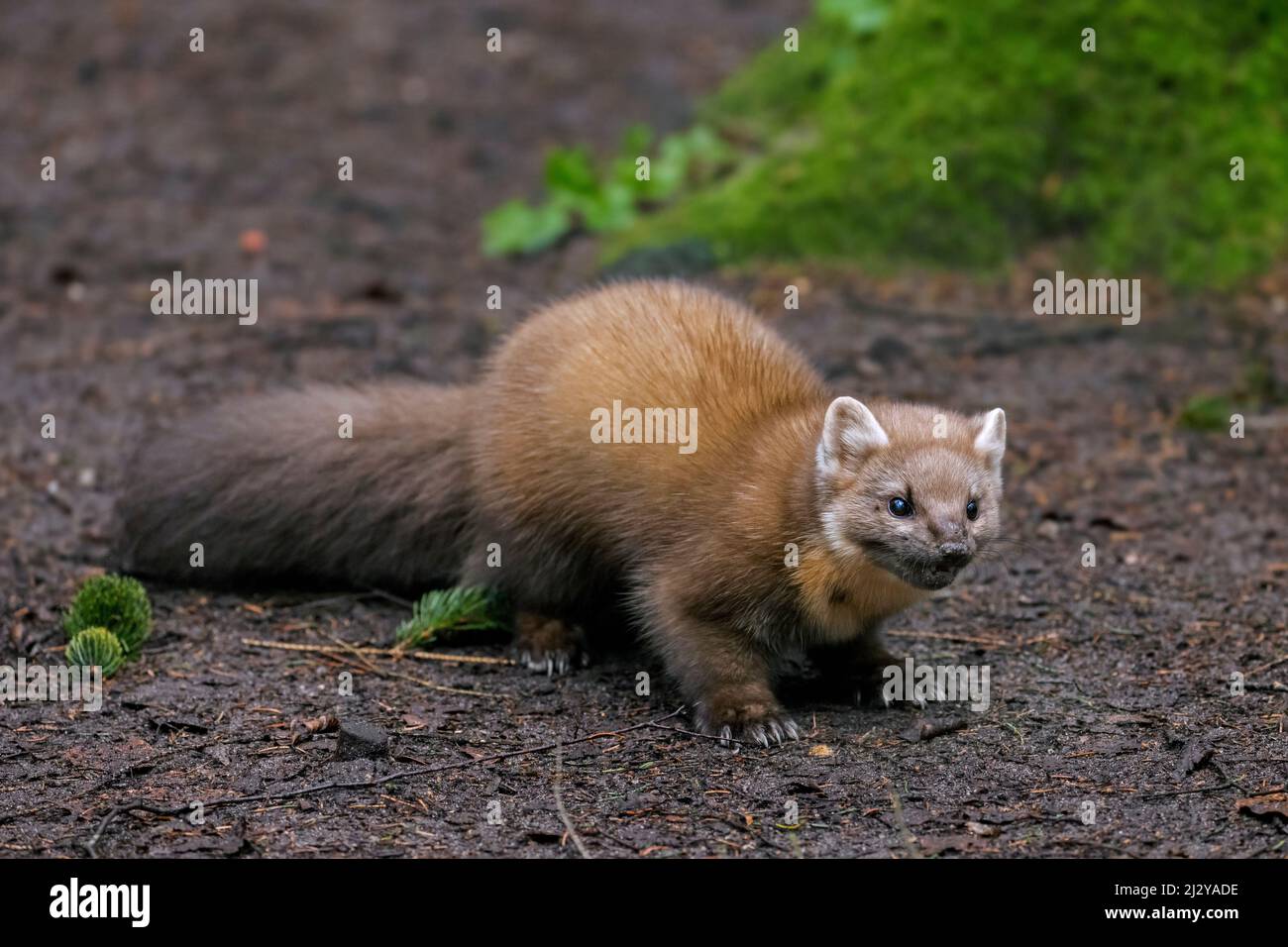 Hunting france forest hi-res stock photography and images - Alamy