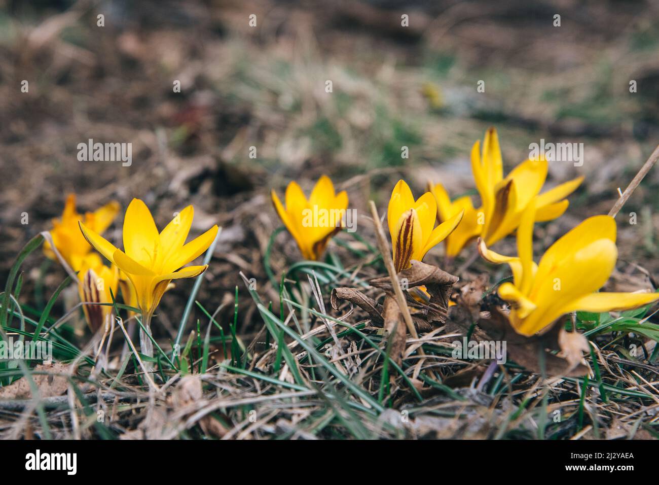 Susianus hi-res stock photography and images - Alamy