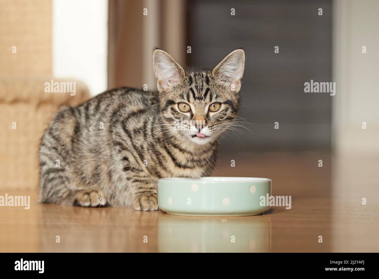 Pet Tabby Cat Or Kitten Eating Food From Bowl At Home Stock Photo - Alamy