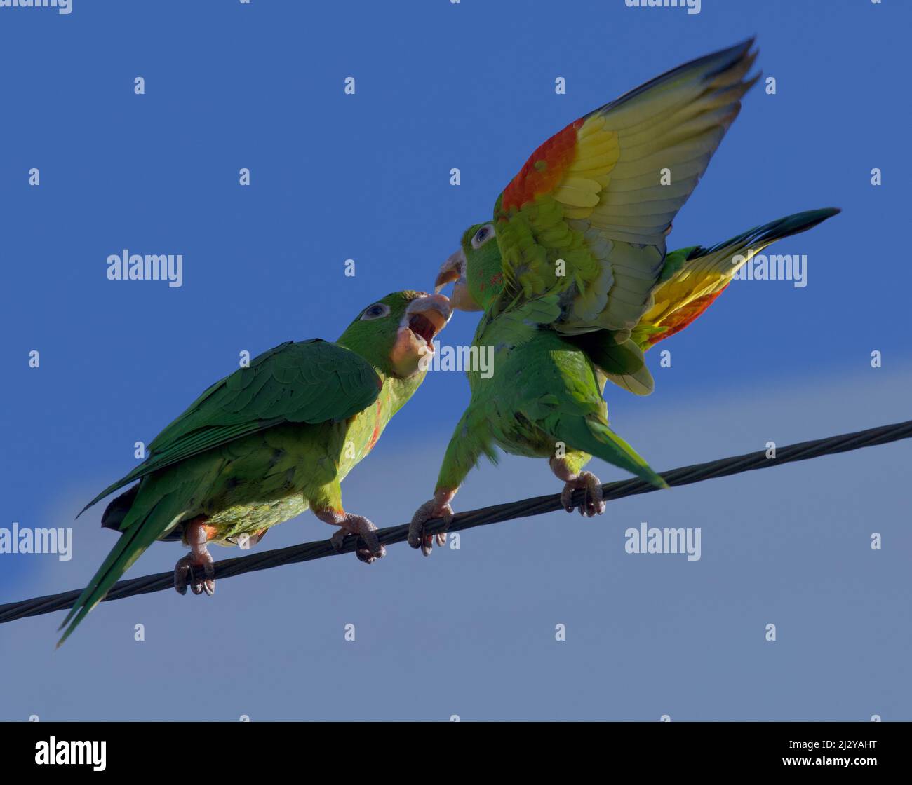 Parrots fighting hi-res stock photography and images - Alamy