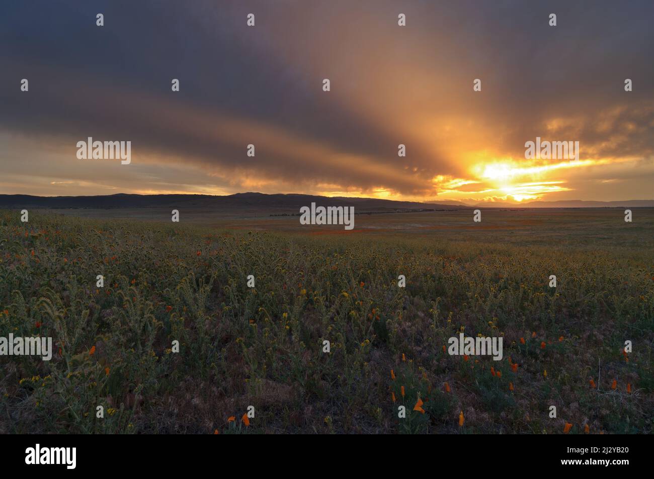 Sun rays at sunset scene shown at the Antelope Valley California Poppy ...
