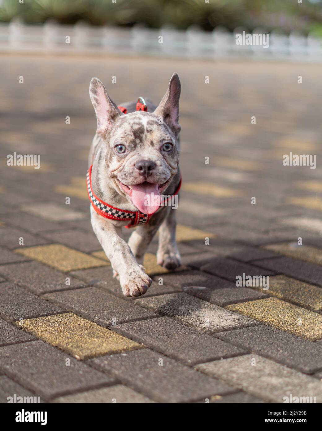 A vertical shot of an adorable spotted French bulldog running on a road ...