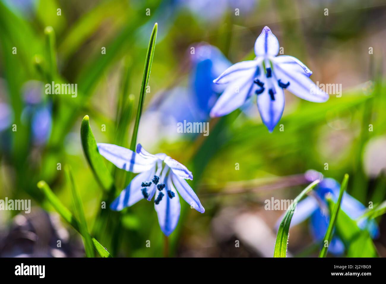 First spring blue Scilla siberica flowers in a wild forest Stock Photo ...