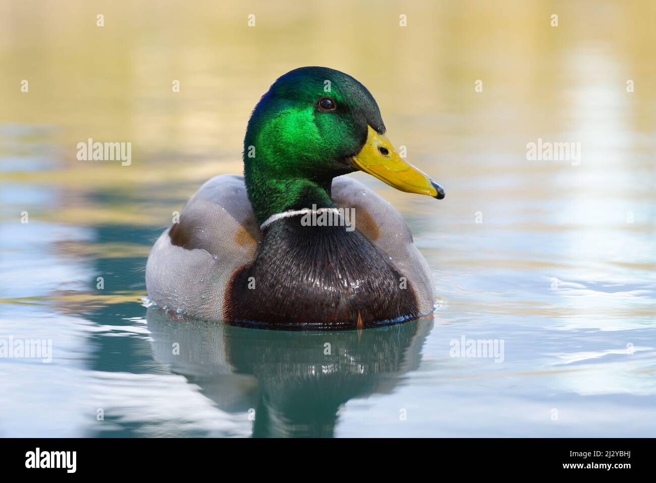 Eye Level View Photography