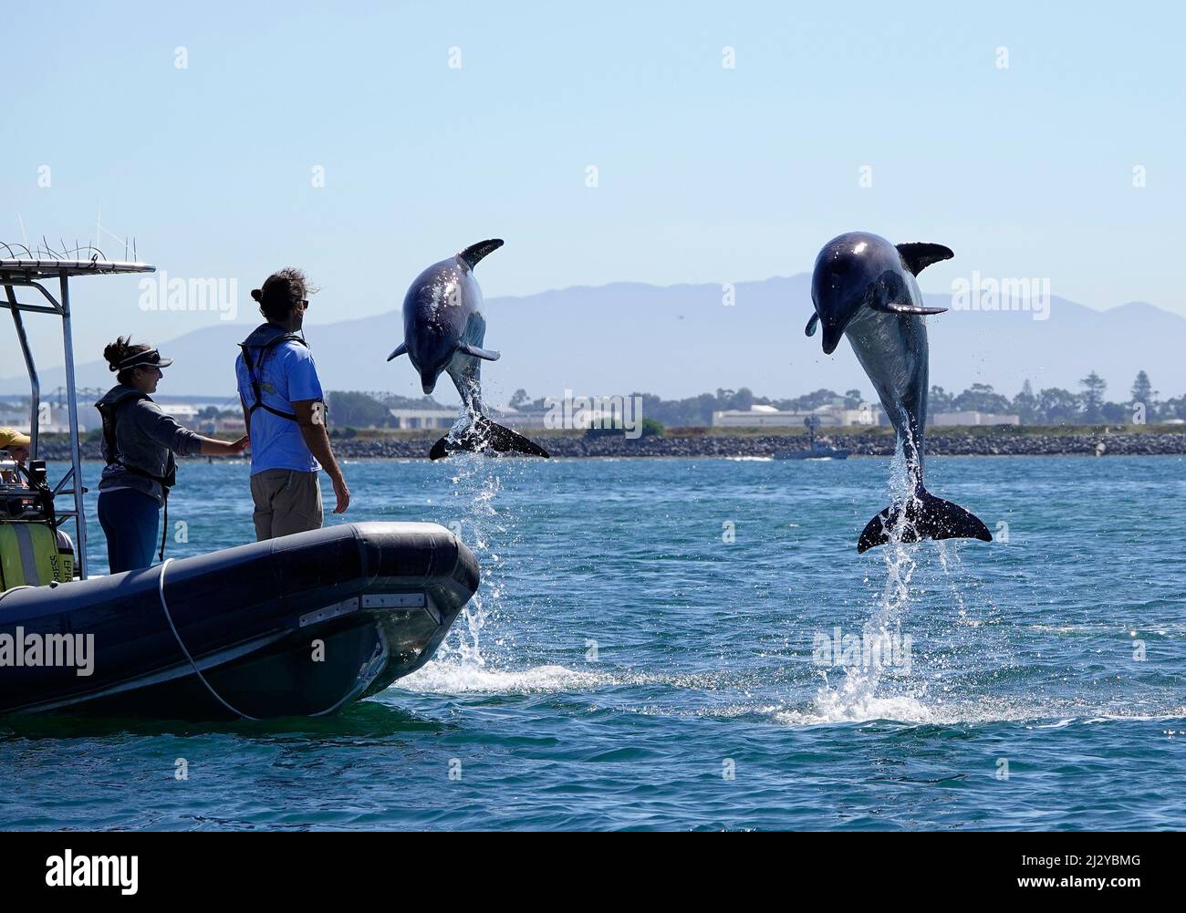 Mine detection hi-res stock photography and images - Alamy