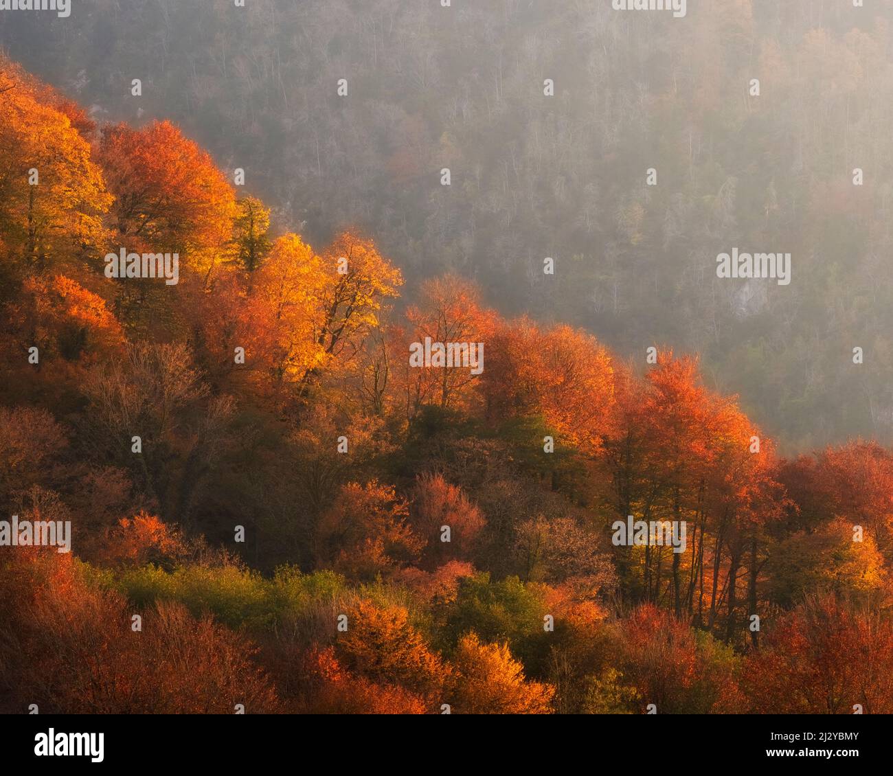 red and orange autumn forest on hills against the backdrop of mountains ...
